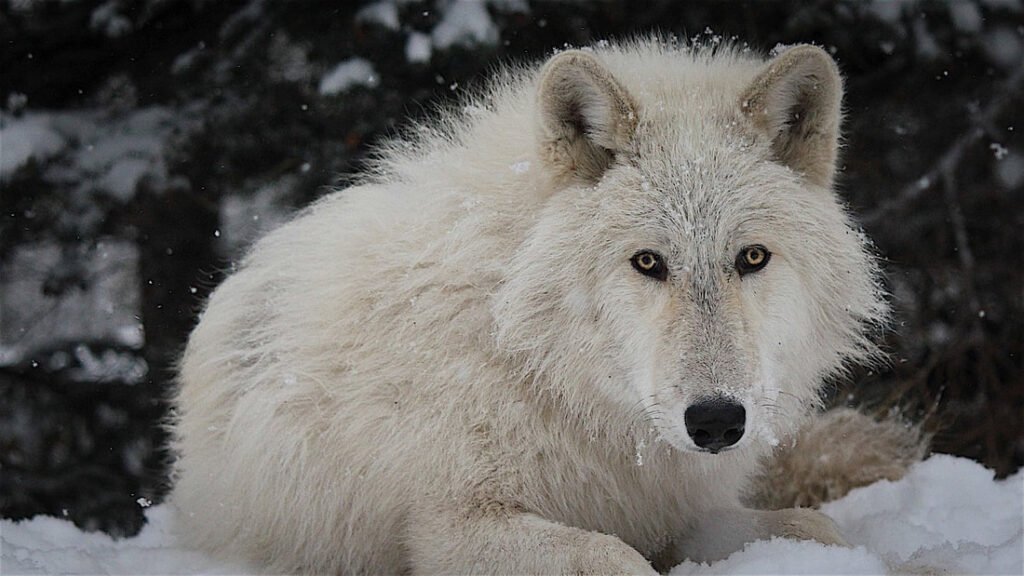 Banff and Canmore Activities and Tours | Stoneridge Mountain Resort Canmore